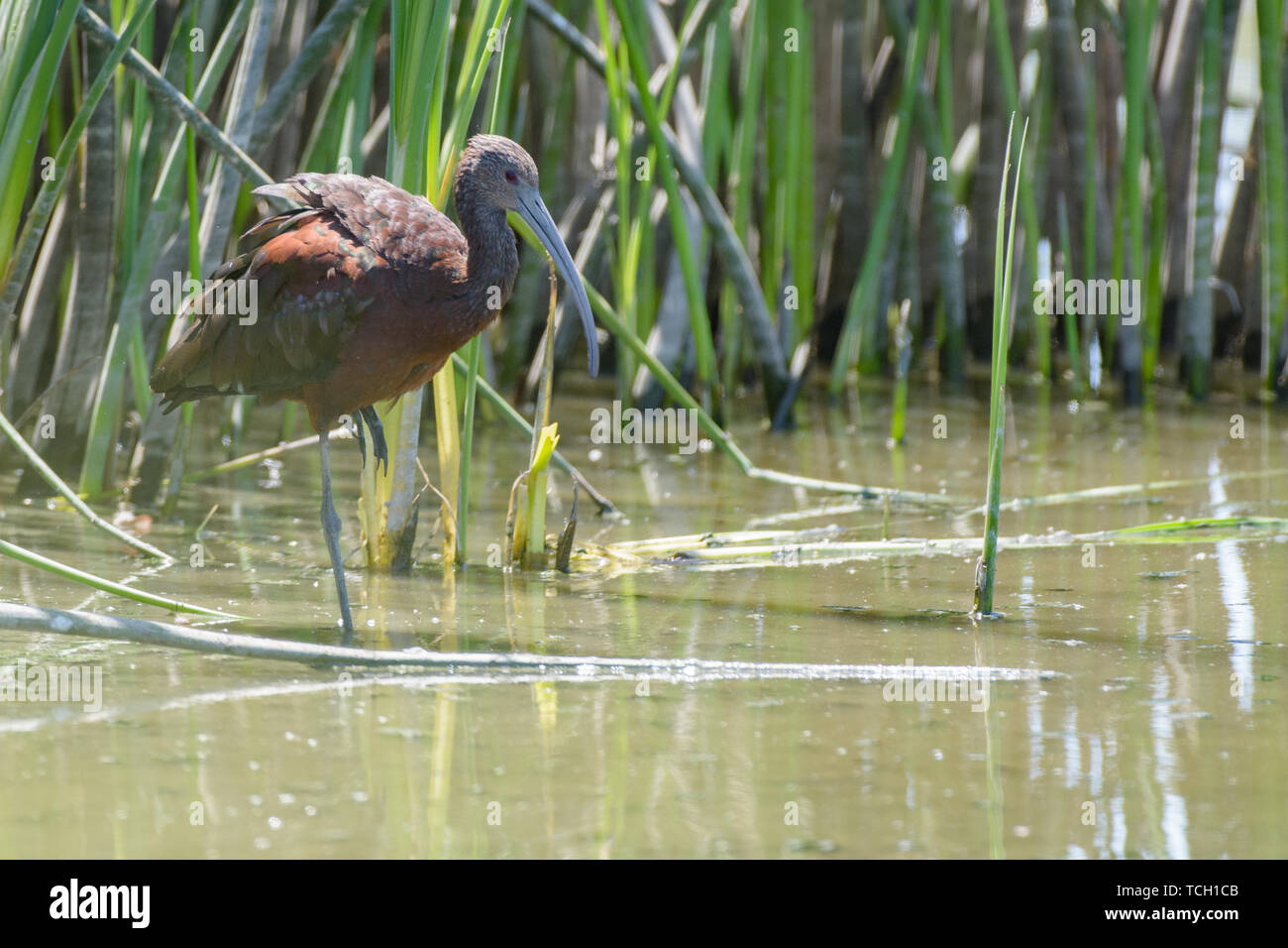 View of single beautiful glossy ibis with long beak standing in marsh ...