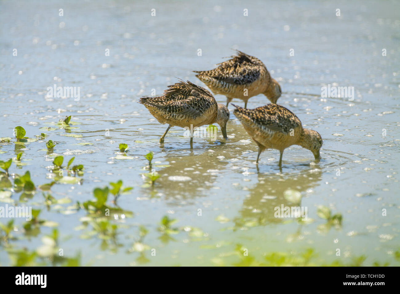 Small flock of few snipe birds in shallow water feeding from bottom in ...