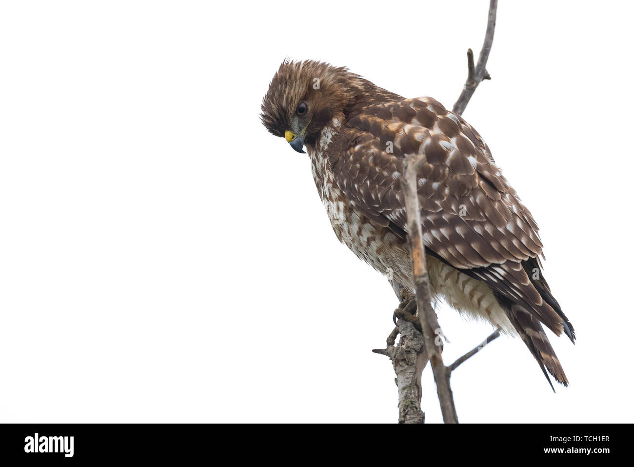 A Northern Harrier Hawk looking down for prey from a small tree limb ...