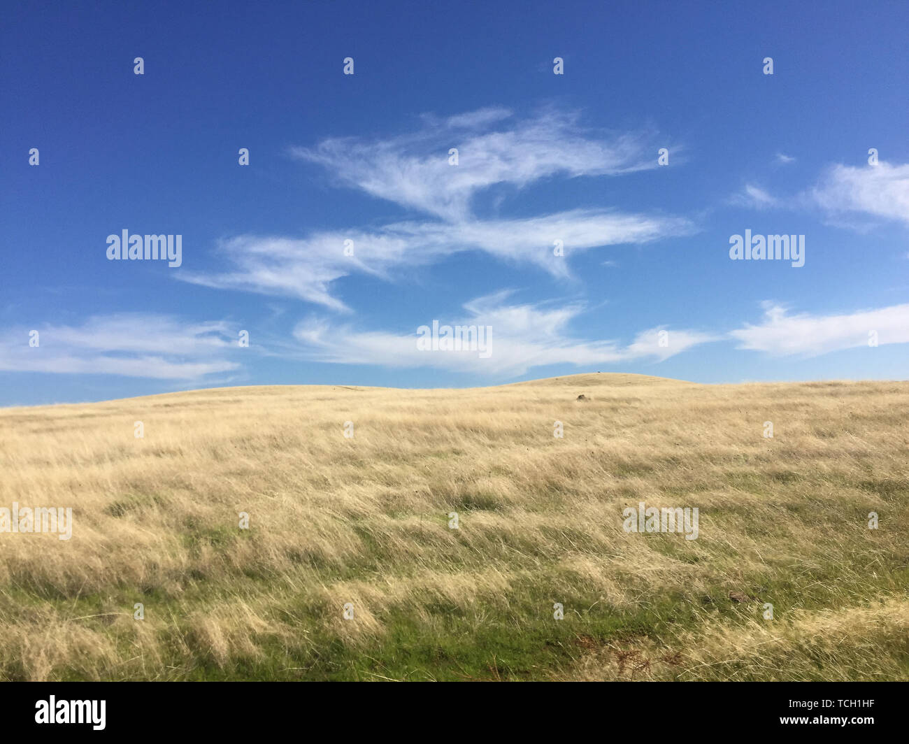 Vast meadow covered with dried golden grass on background of blue sky ...