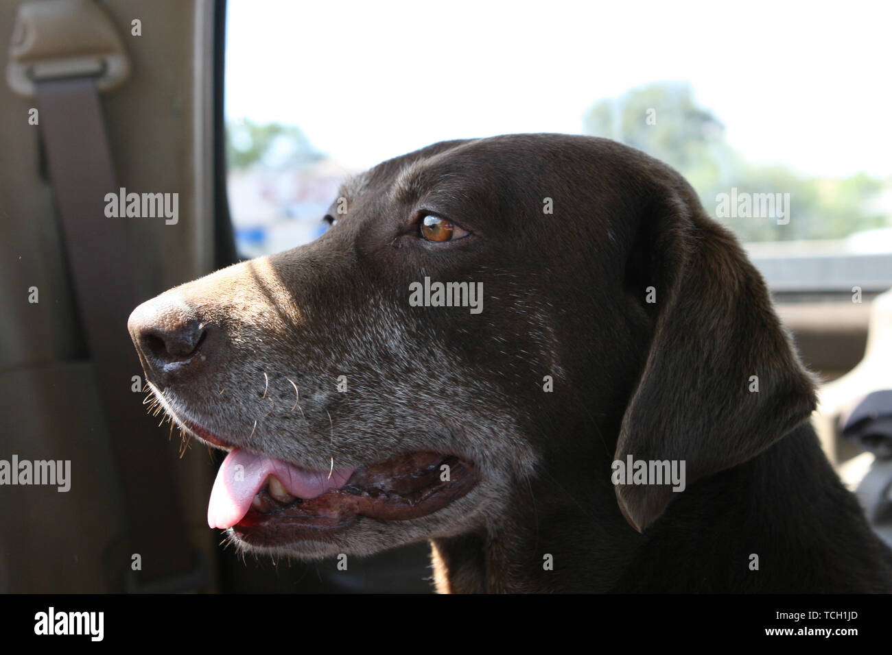 old chocolate labrador retriever Stock Photo - Alamy