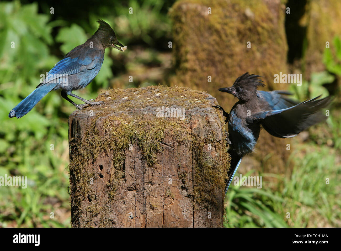 Jay fighting hi-res stock photography and images - Alamy