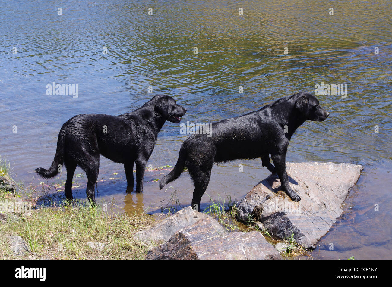 two black labradors ready to jump in water Stock Photo - Alamy