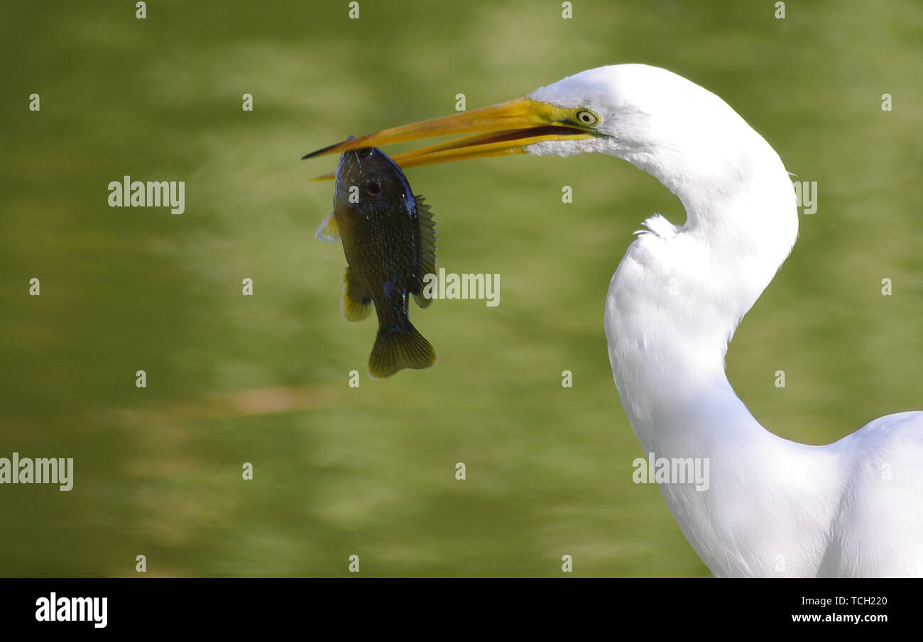 Great egret, egret, fish, food, caught, catching Stock Photo - Alamy