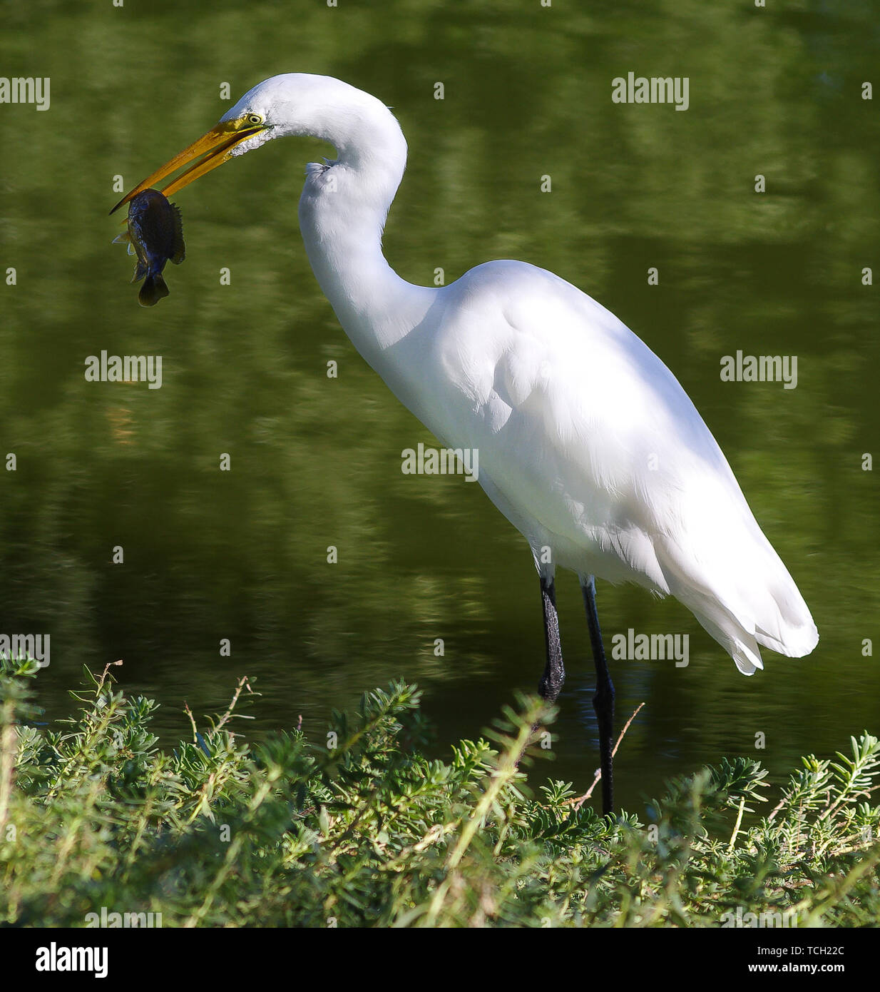 Great egret, egret, fish, food, caught, catching Stock Photo - Alamy