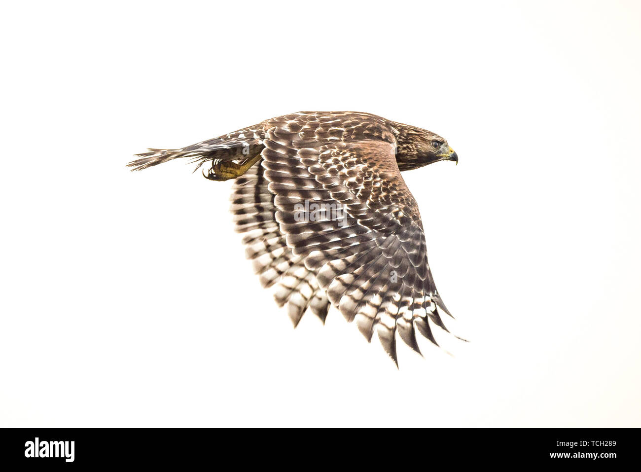 Soaring through the air a Red Shouldered Hawk flapping its wings lower ...