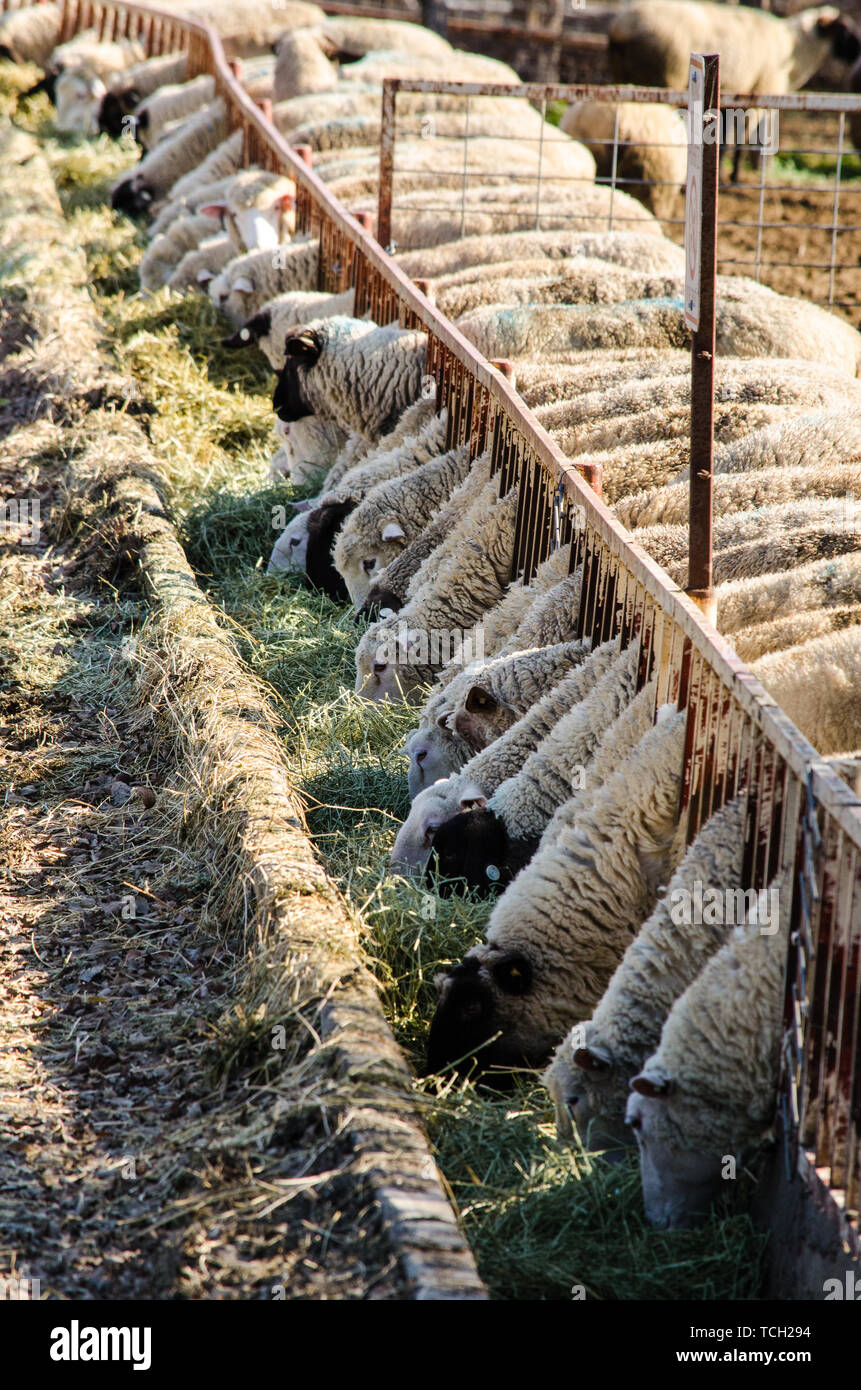Feed troth hi-res stock photography and images - Alamy