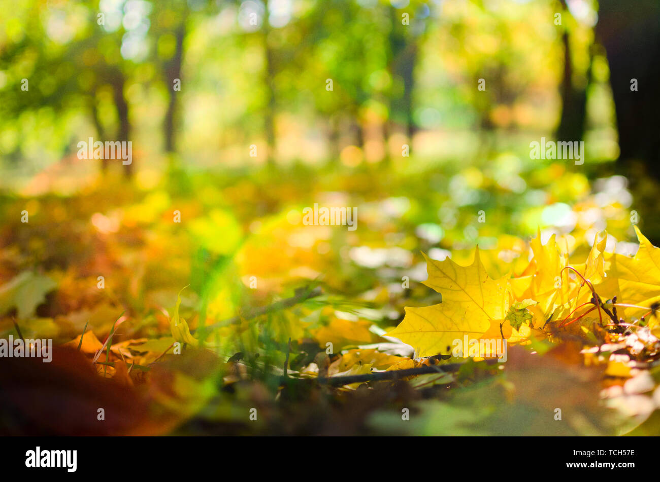 Golden autumn scene in a park with falling leaves. Vibrant fall foliage ...