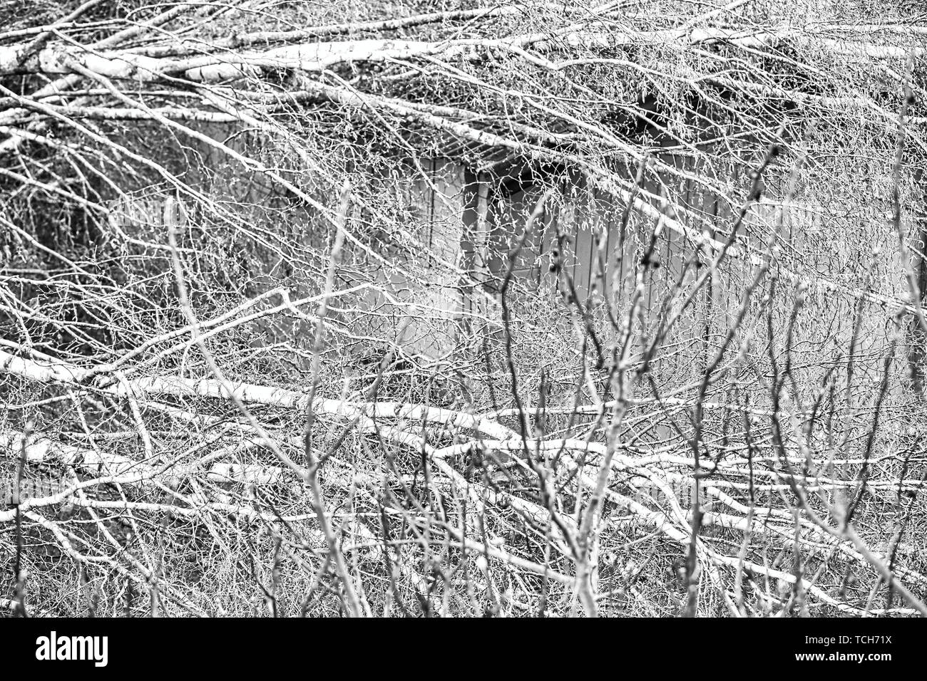 Strong limbs Black and White Stock Photos & Images - Alamy