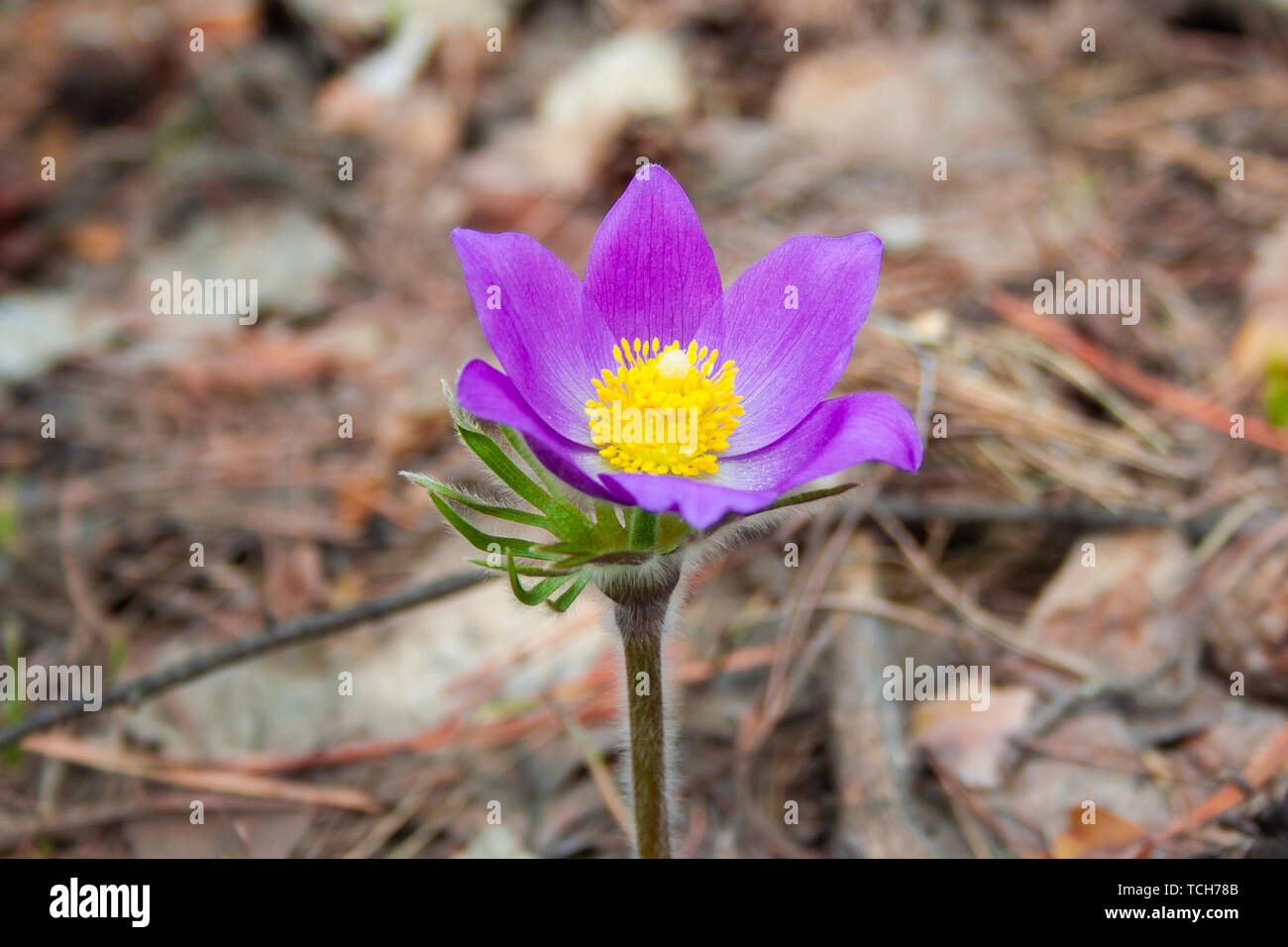 Beautiful spring purple flower pulsatilla grows in the forest at spring ...