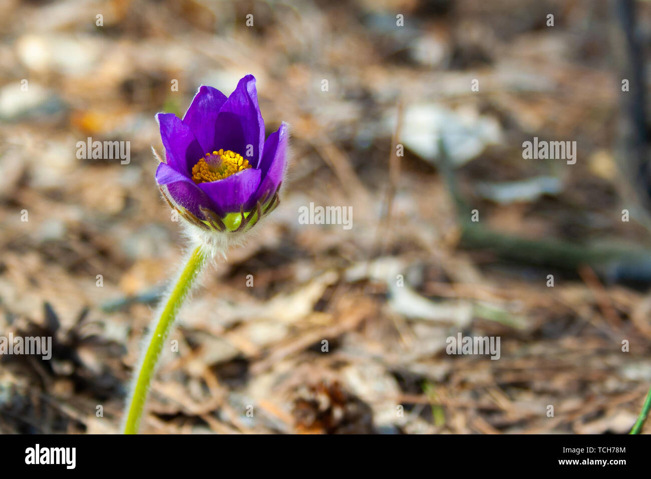 Beautiful spring purple flower pulsatilla grows in the forest at sunny ...