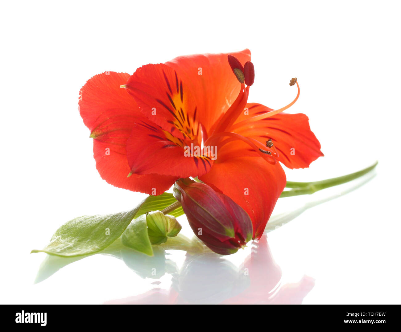 alstroemeria red flower isolated on white Stock Photo - Alamy