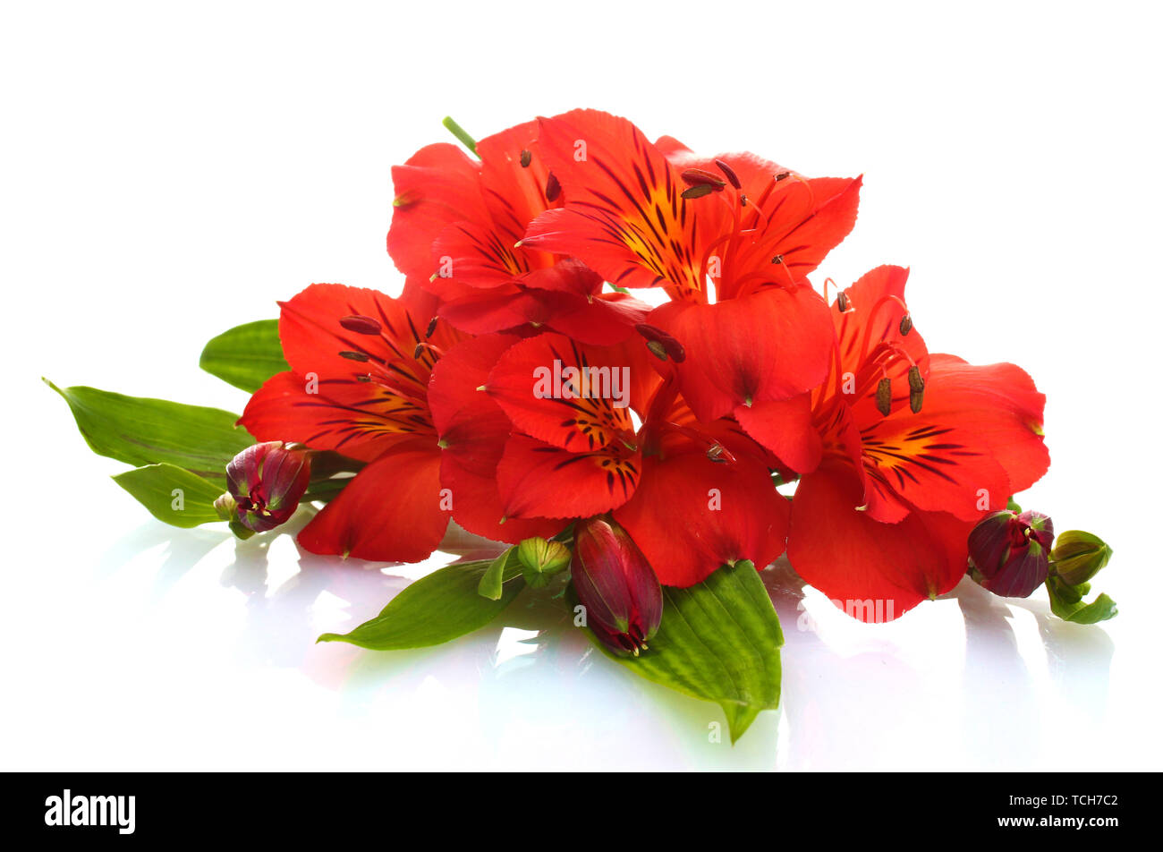 alstroemeria red flowers isolated on white Stock Photo - Alamy