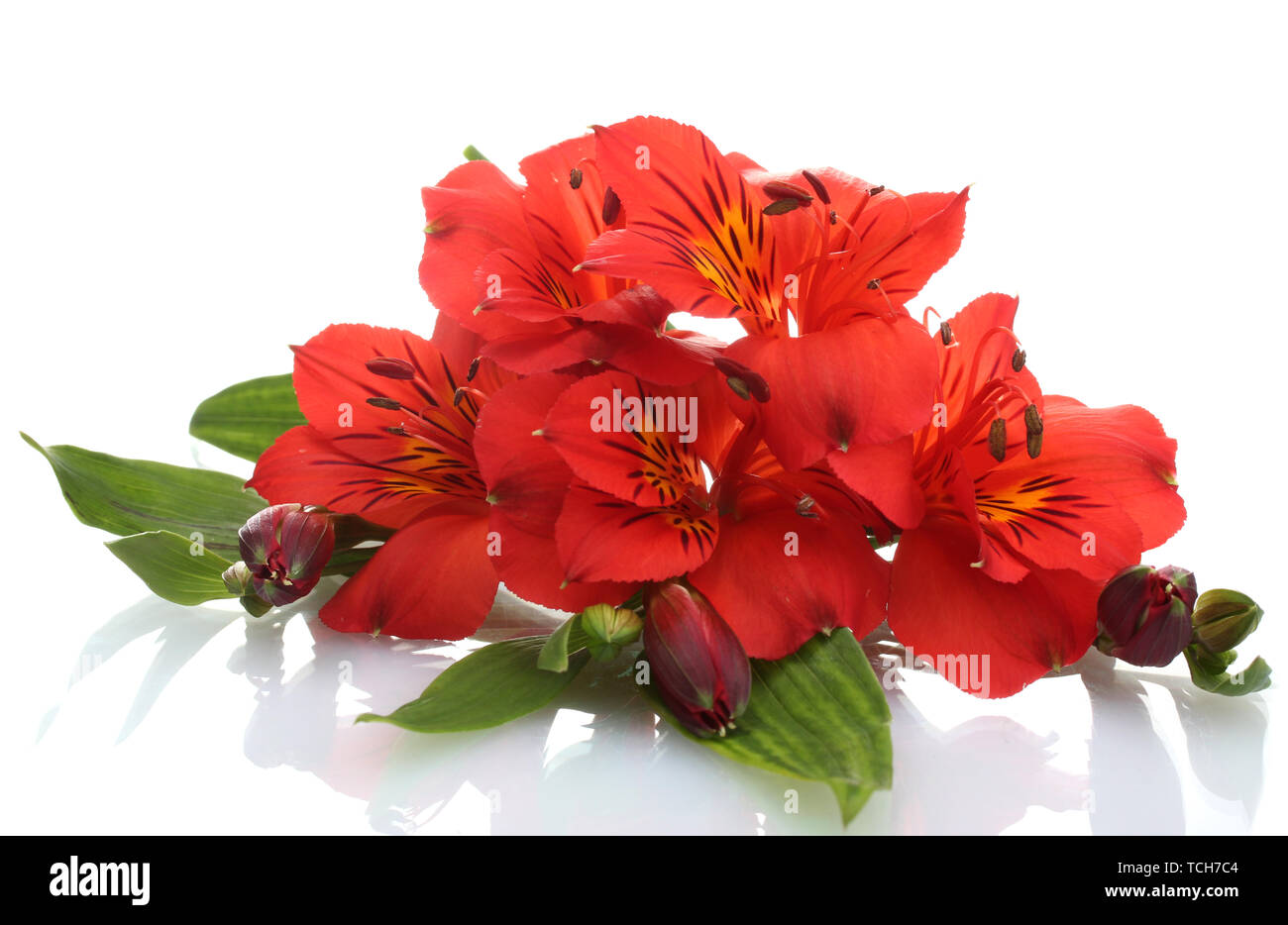 alstroemeria red flowers isolated on white Stock Photo - Alamy