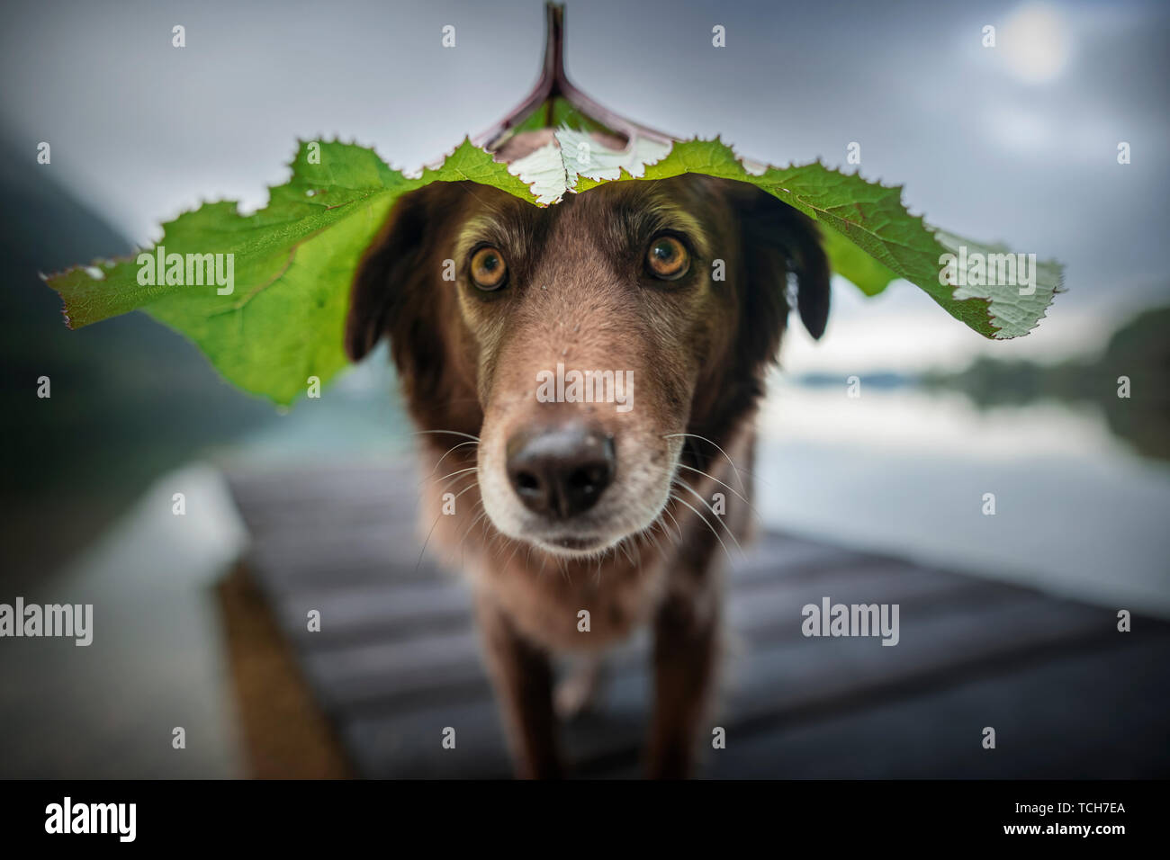 Crazy Dog Breed Mixes