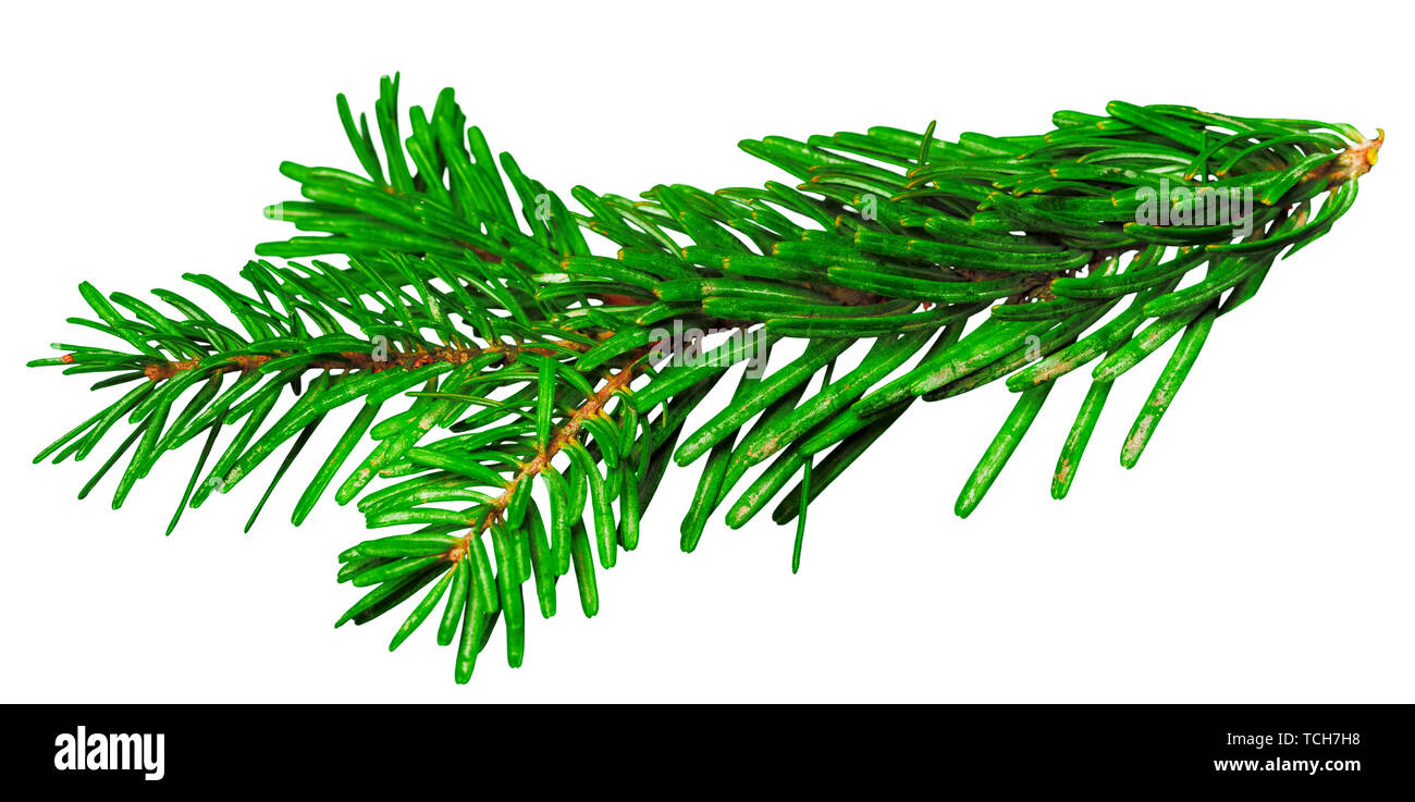 Fir branch isolated on white background Stock Photo - Alamy