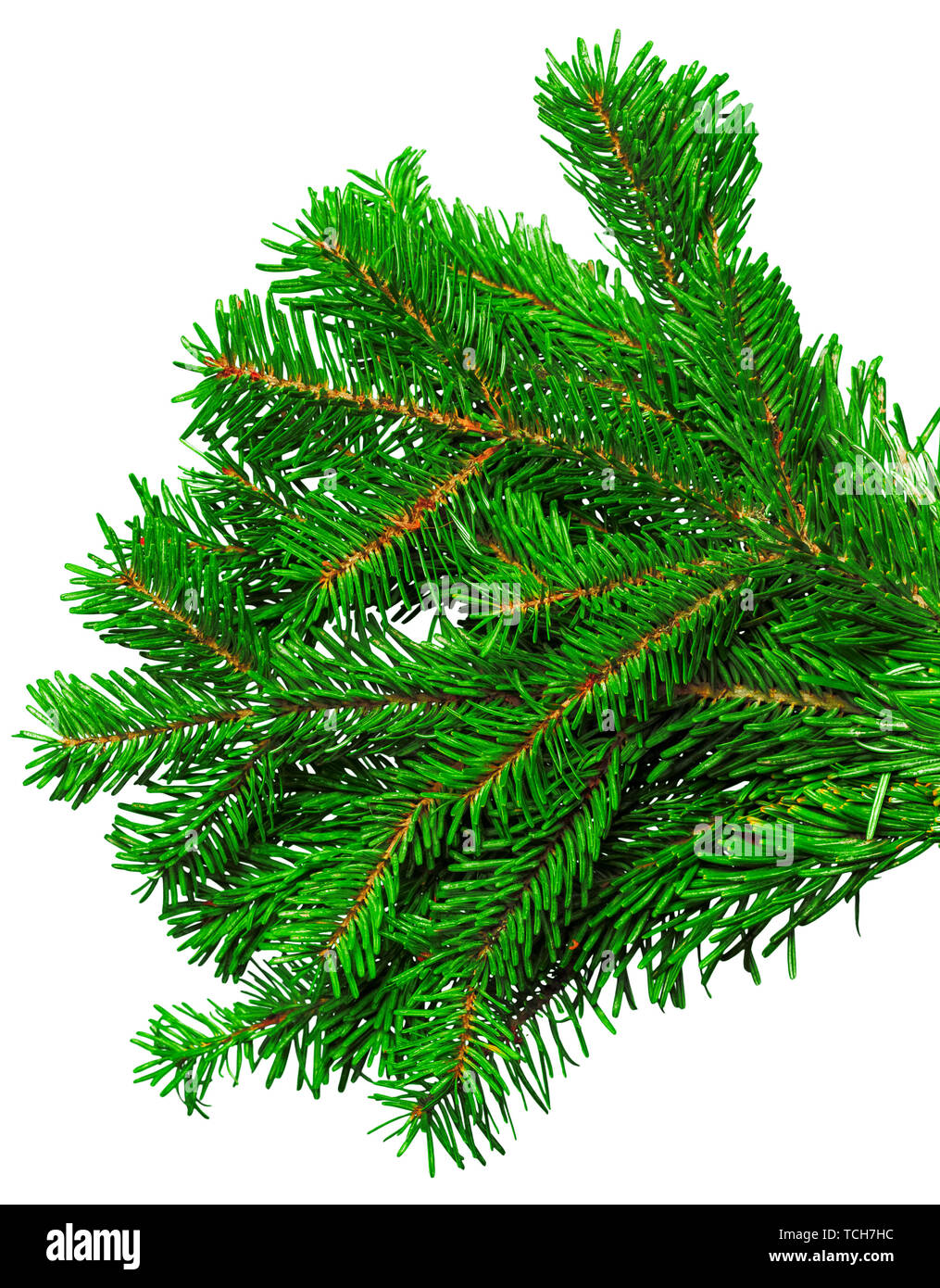 Fir branch isolated on white background Stock Photo - Alamy