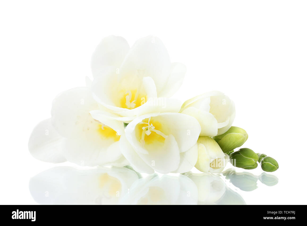 Beautiful freesia isolated on white Stock Photo - Alamy