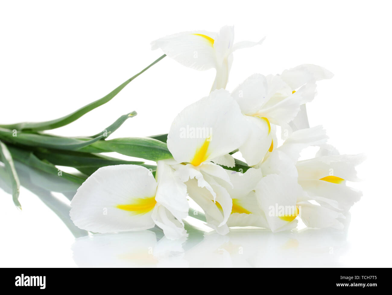 Beautiful irises isolated on hi-res stock photography and images - Alamy