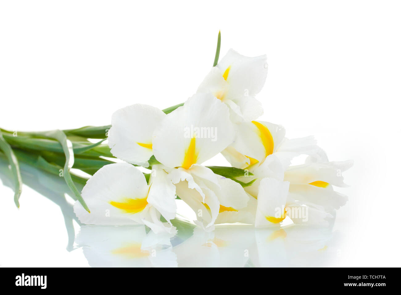 Beautiful irises isolated on white Stock Photo - Alamy