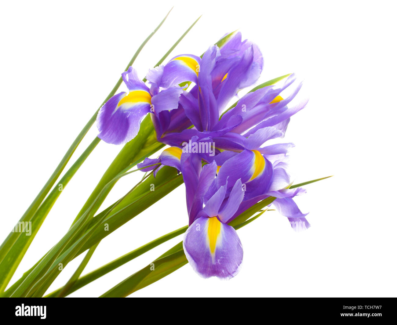 Beautiful bright irises isolated on white Stock Photo - Alamy