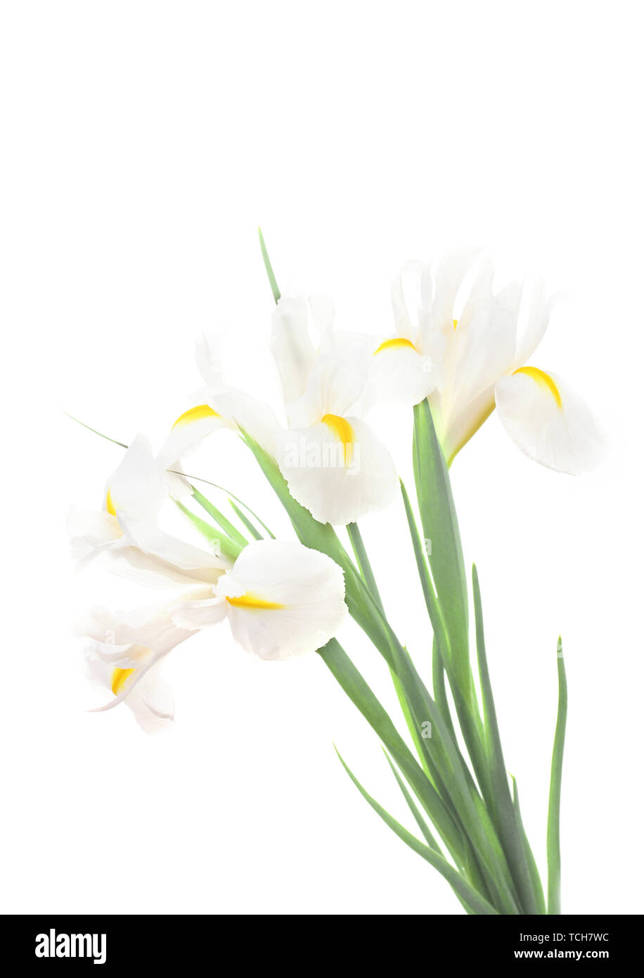 Beautiful irises isolated on white Stock Photo - Alamy