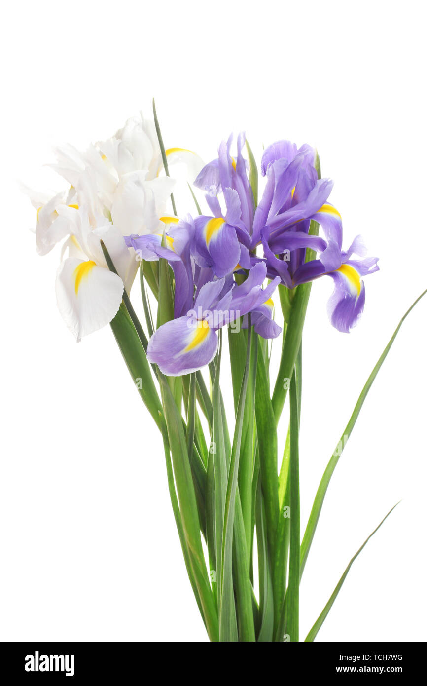 Beautiful bright irises isolated on white Stock Photo - Alamy