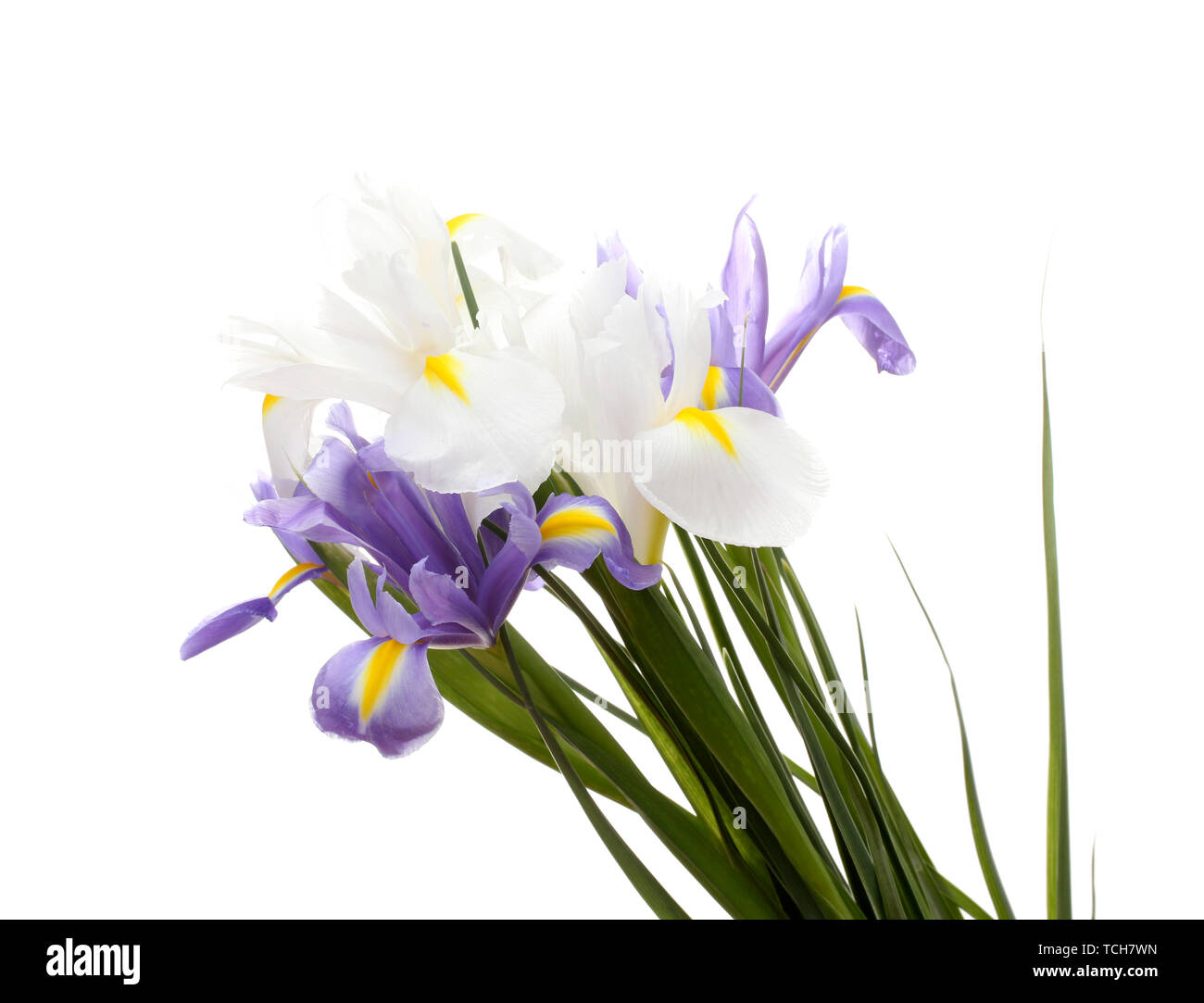 Beautiful bright irises isolated on white Stock Photo - Alamy