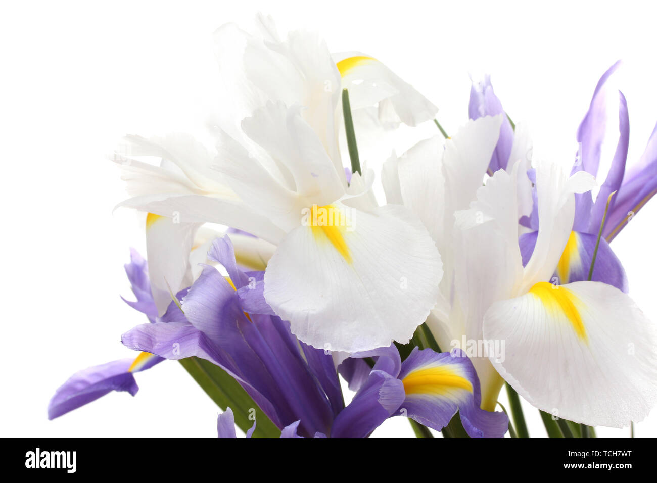 Beautiful bright irises isolated on white Stock Photo - Alamy