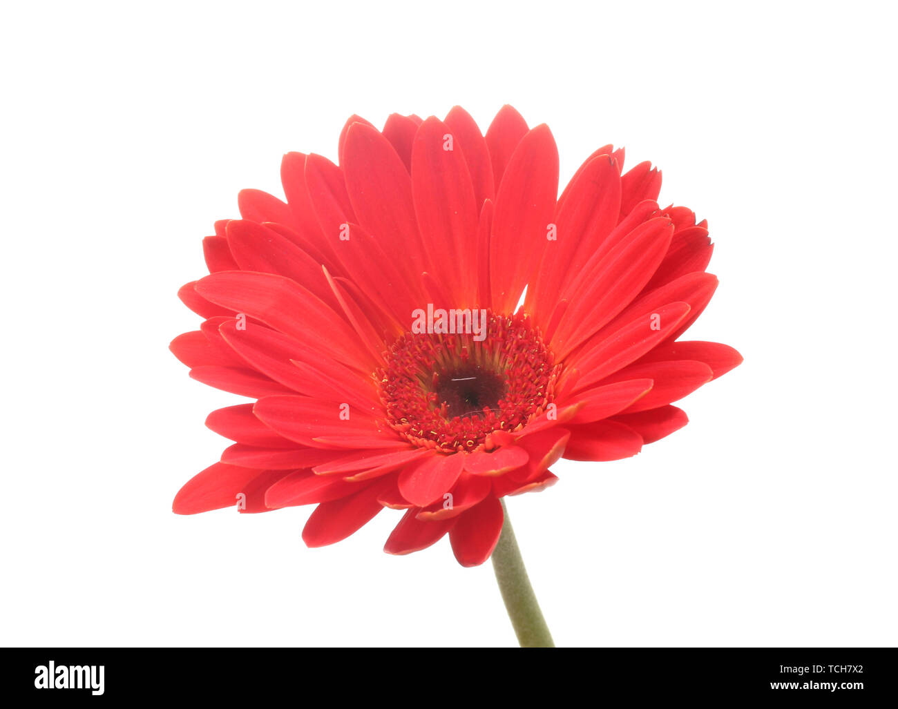 beautiful red gerbera isolated on white Stock Photo - Alamy