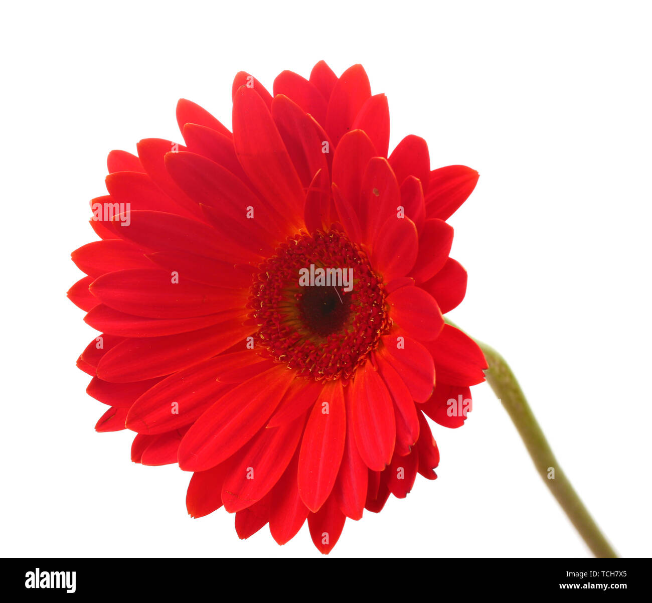 beautiful red gerbera isolated on white Stock Photo - Alamy