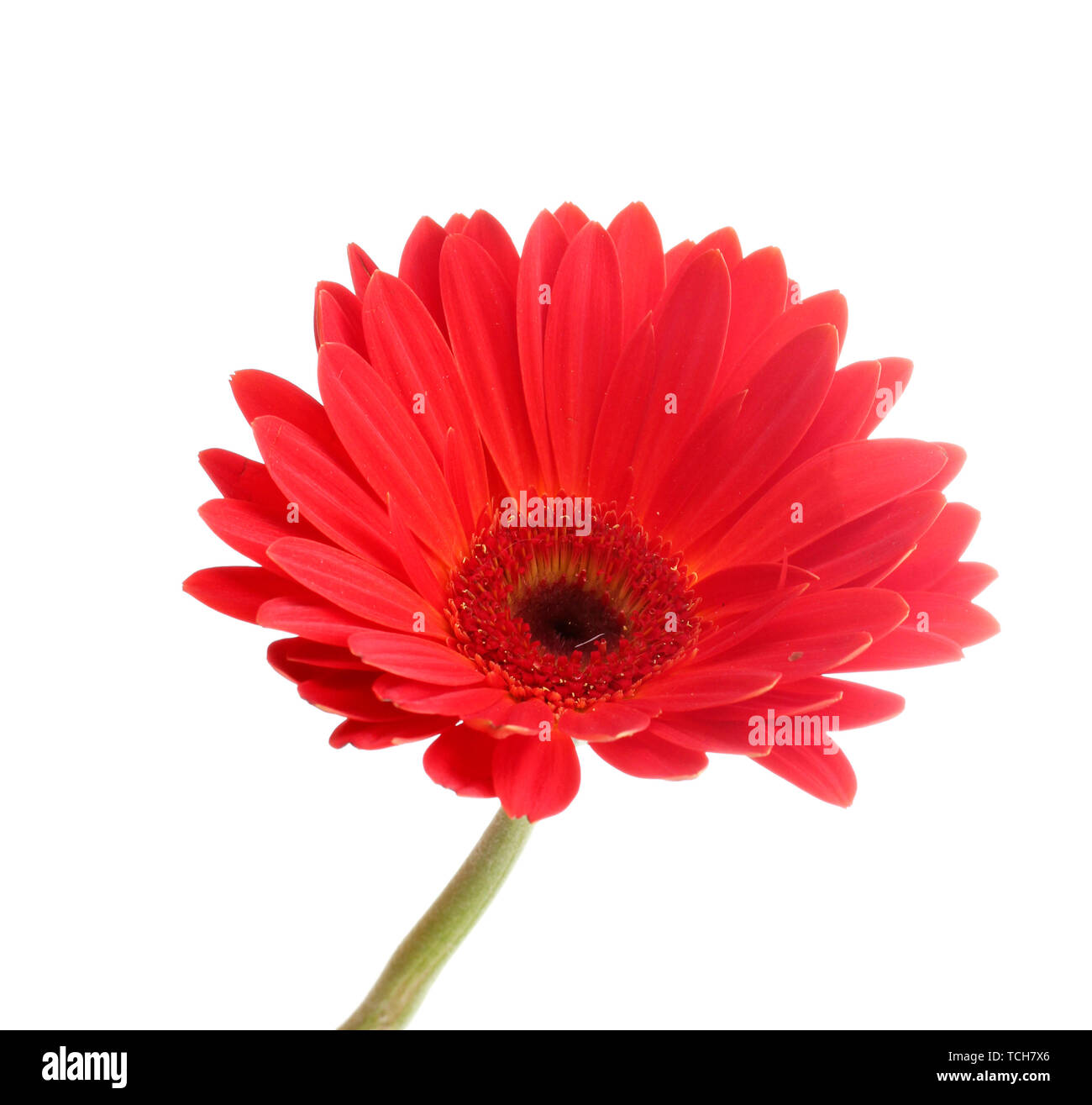 beautiful red gerbera isolated on white Stock Photo - Alamy