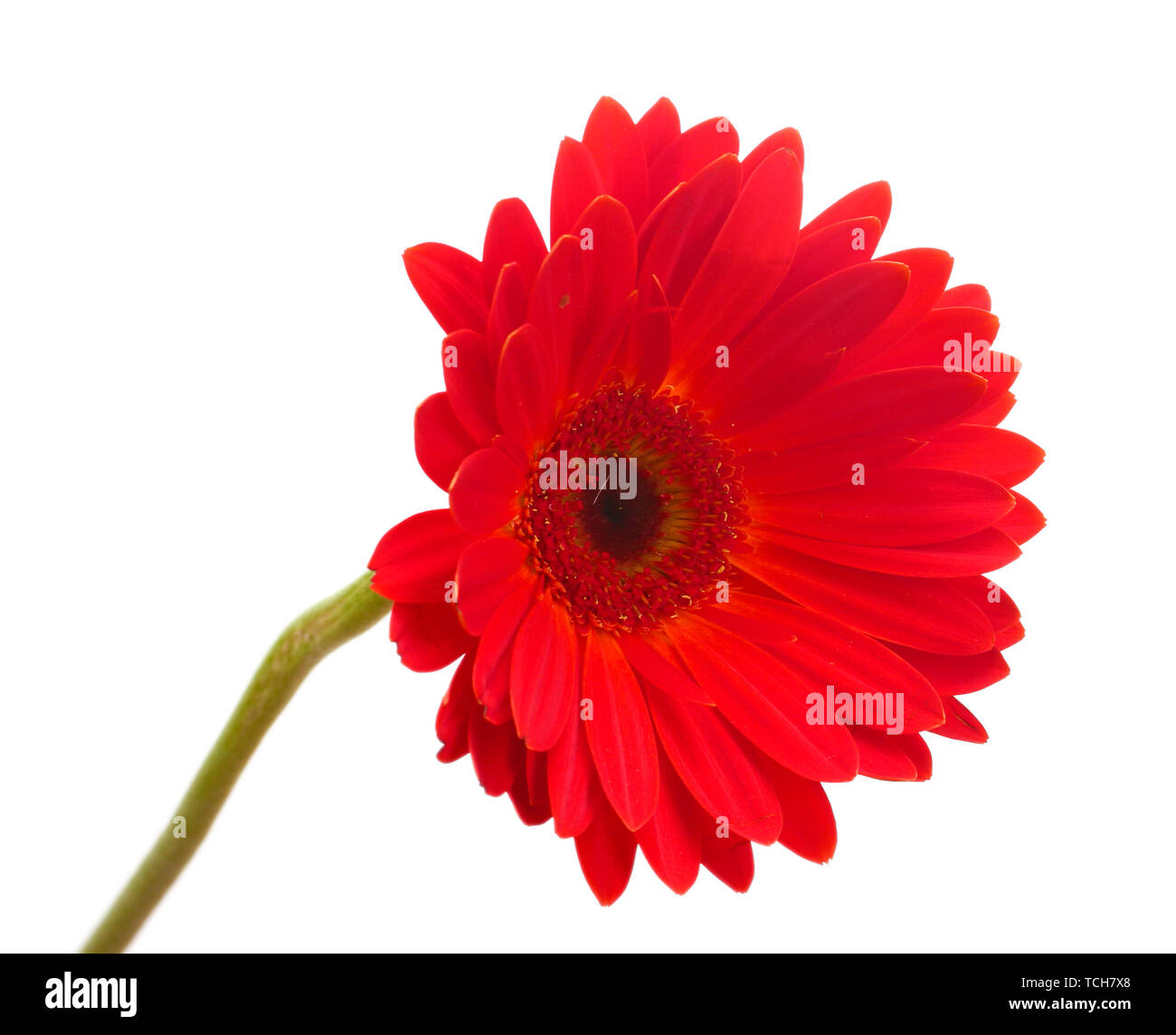 beautiful red gerbera isolated on white Stock Photo - Alamy