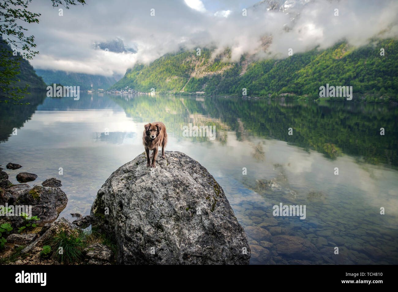 dog standing on rock in beautiful landscape. Travelling with dog Stock ...