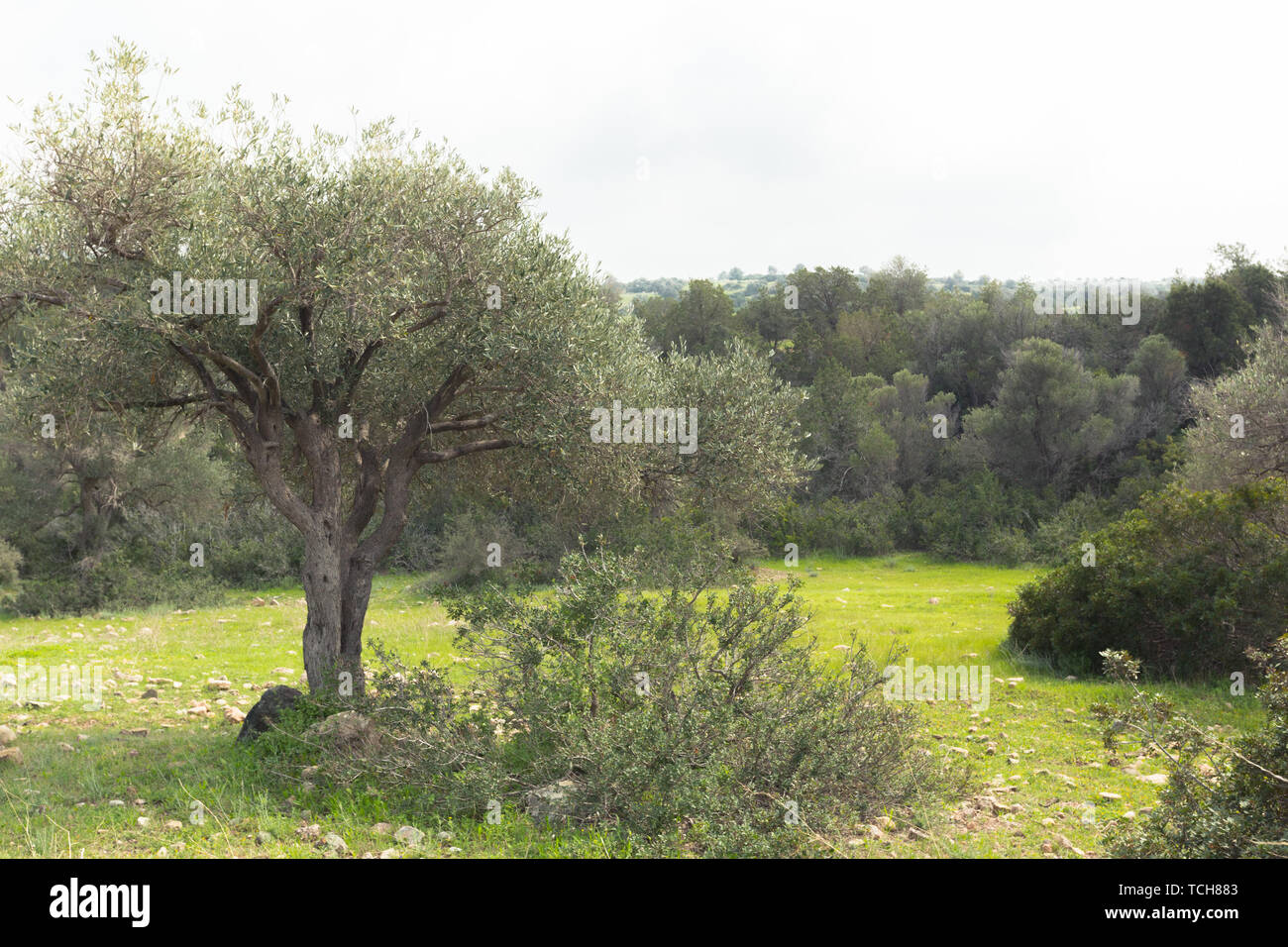Green parks forest field and tree background Stock Photo - Alamy