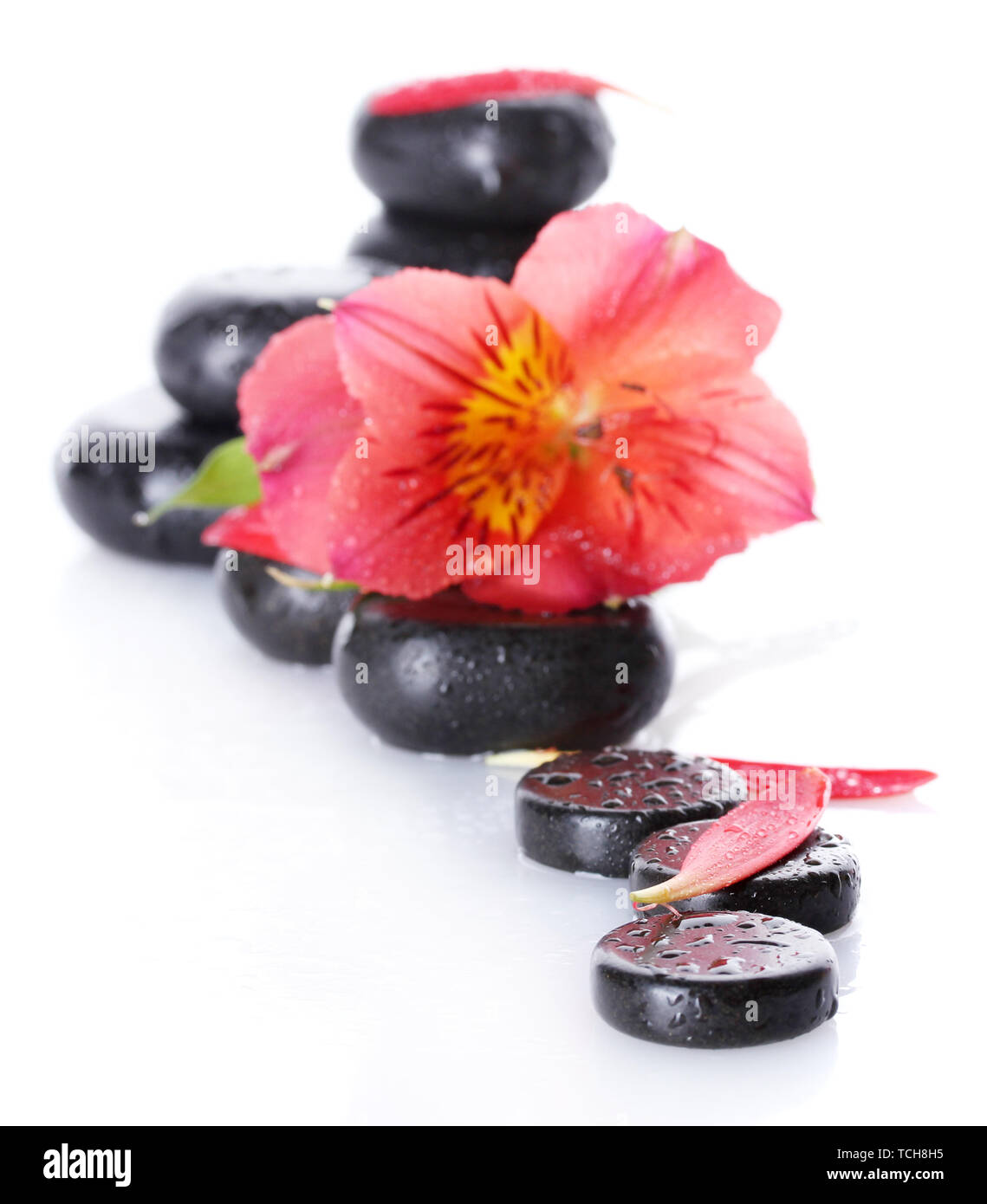 Spa stones with drops, red flower and petals isolated on white Stock ...