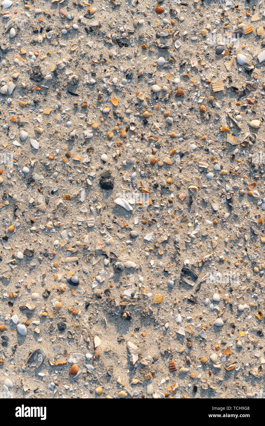 Seashell fragments nobody hi-res stock photography and images - Alamy