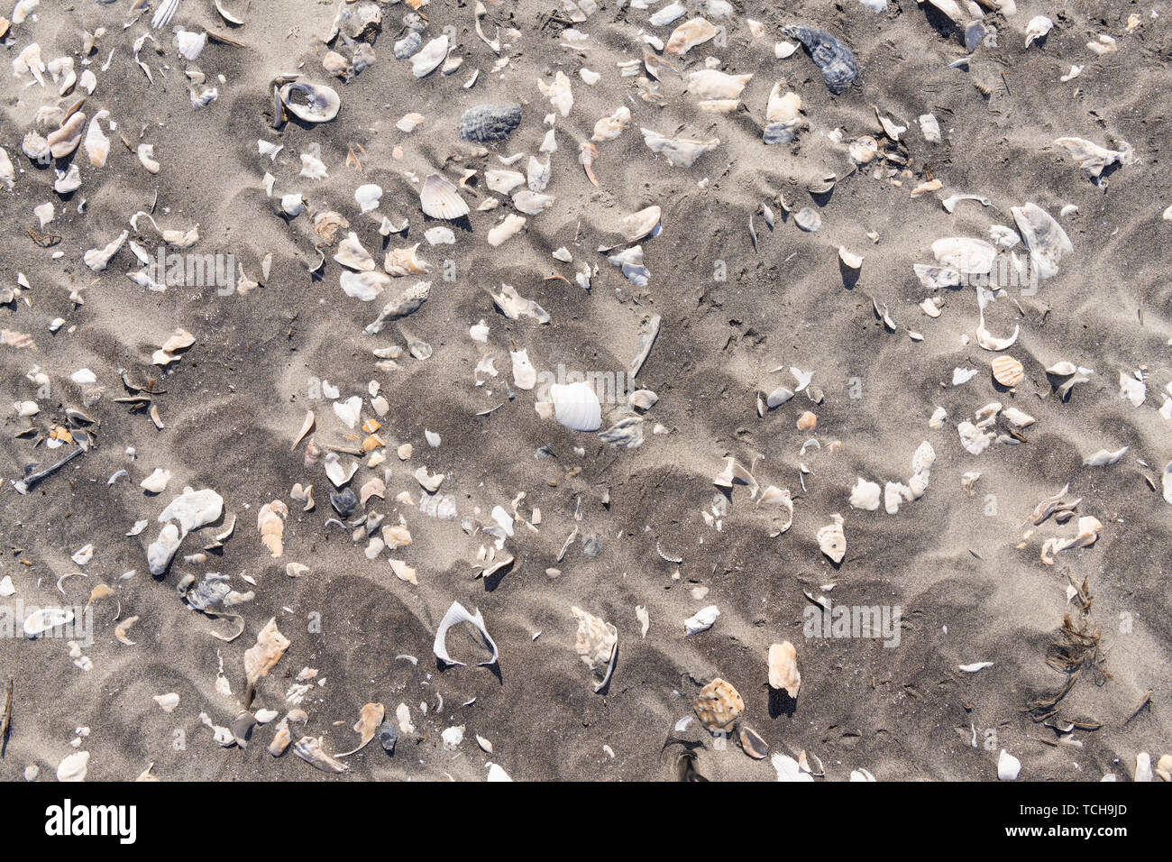 Sharp Shells High Resolution Stock Photography and Images - Alamy