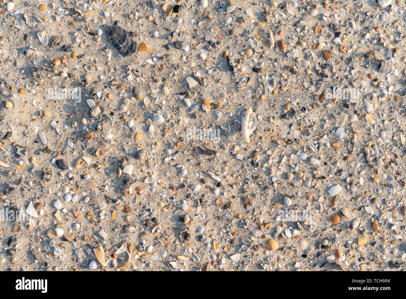 Fragments of the shells hi-res stock photography and images - Alamy