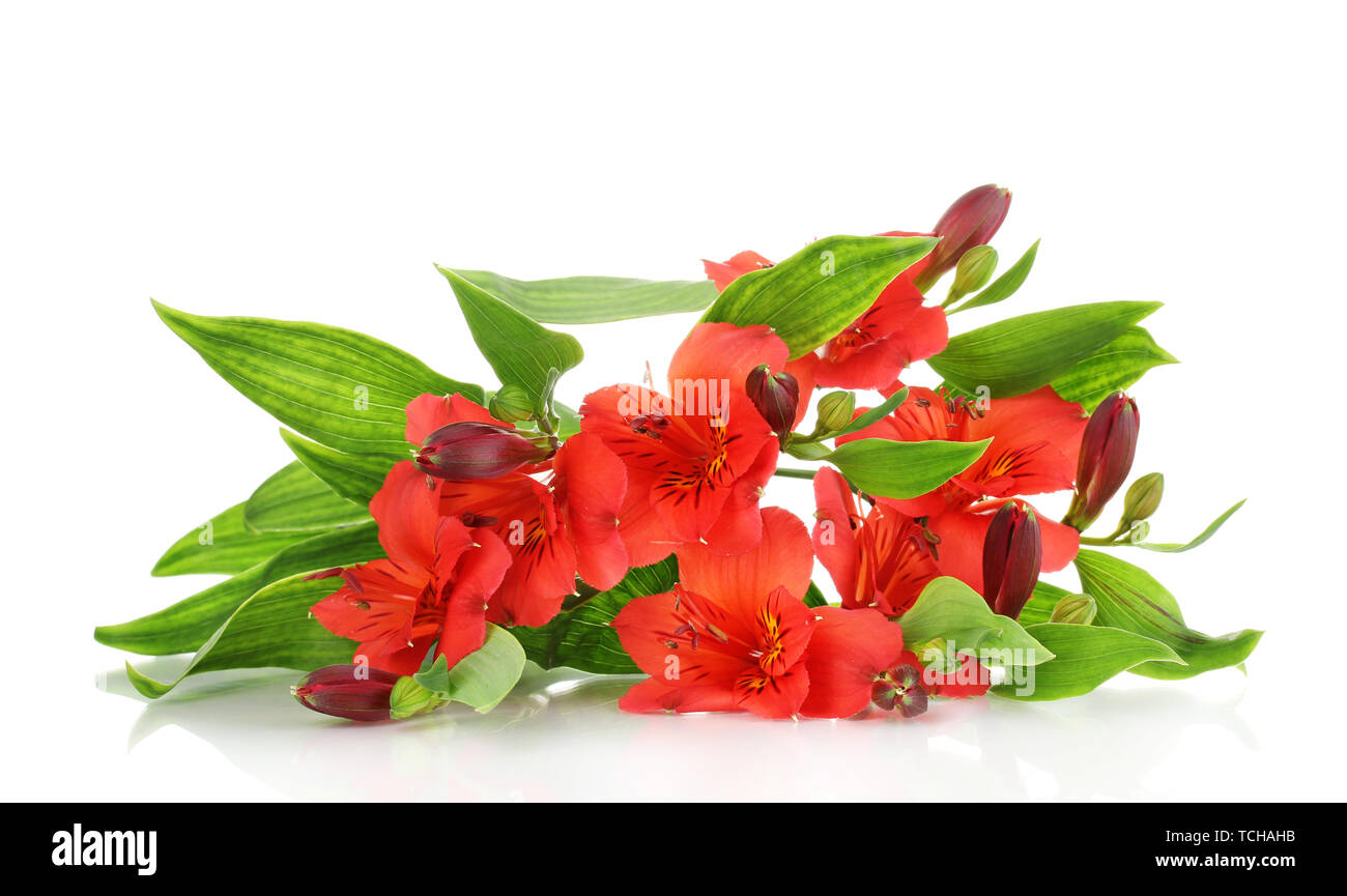 Alstroemeria red flowers isolated on white Stock Photo - Alamy