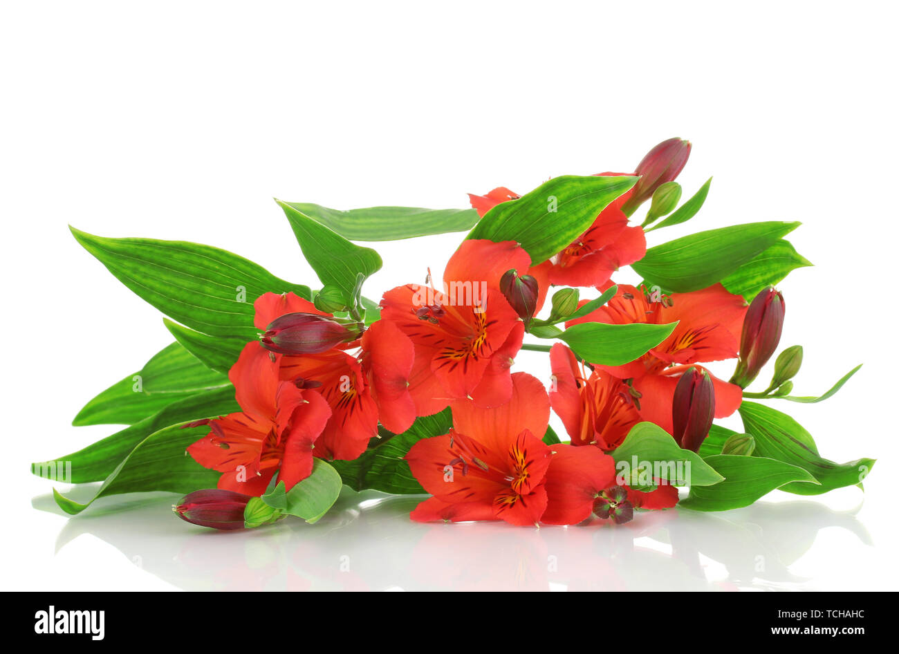 Alstroemeria red flowers isolated on white Stock Photo - Alamy