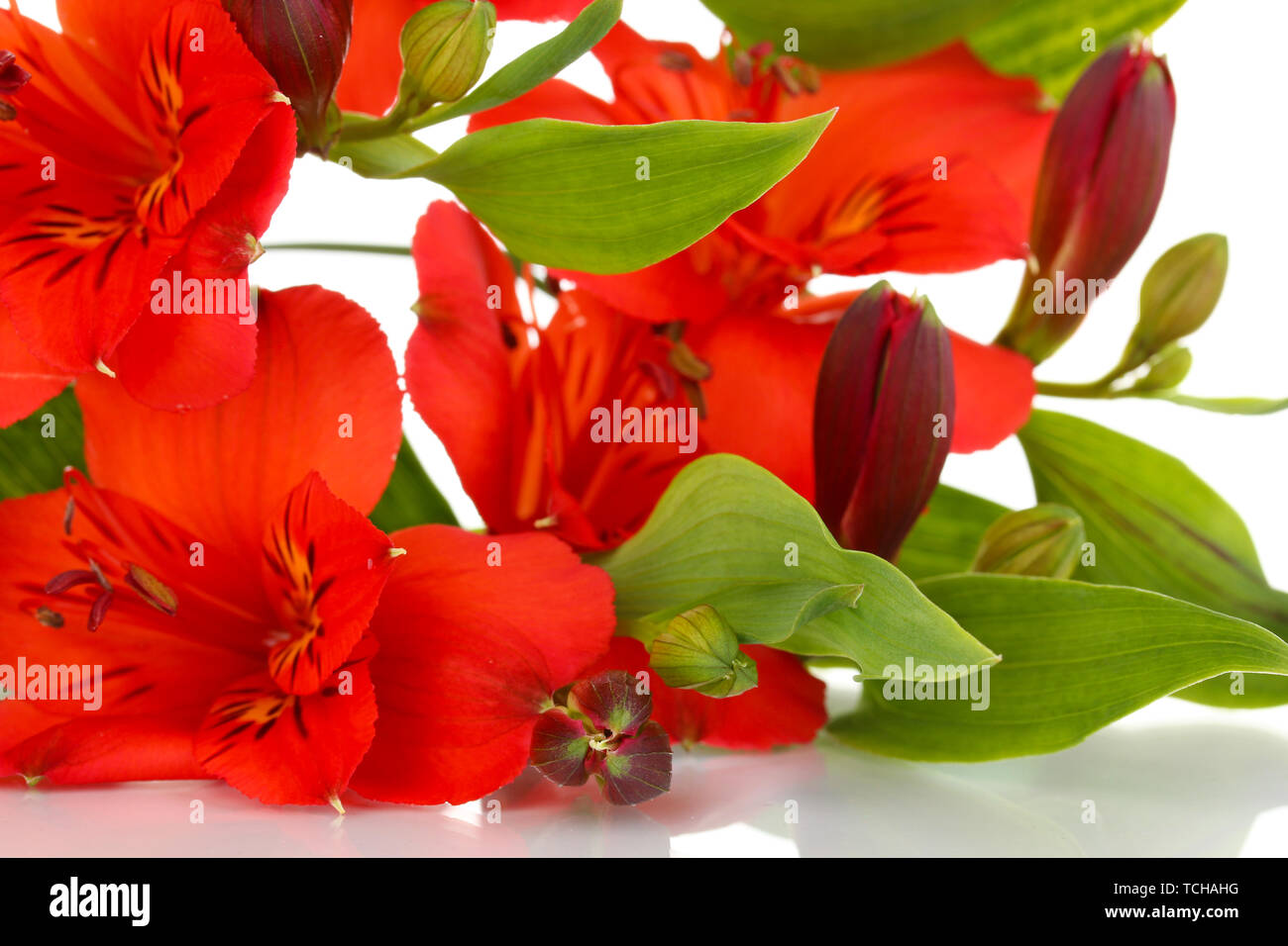 Alstroemeria red flowers isolated on white Stock Photo - Alamy