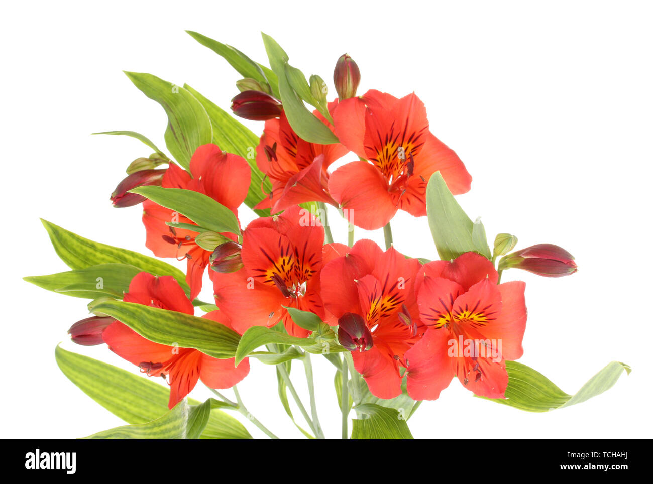 Alstroemeria red flowers isolated on white Stock Photo - Alamy