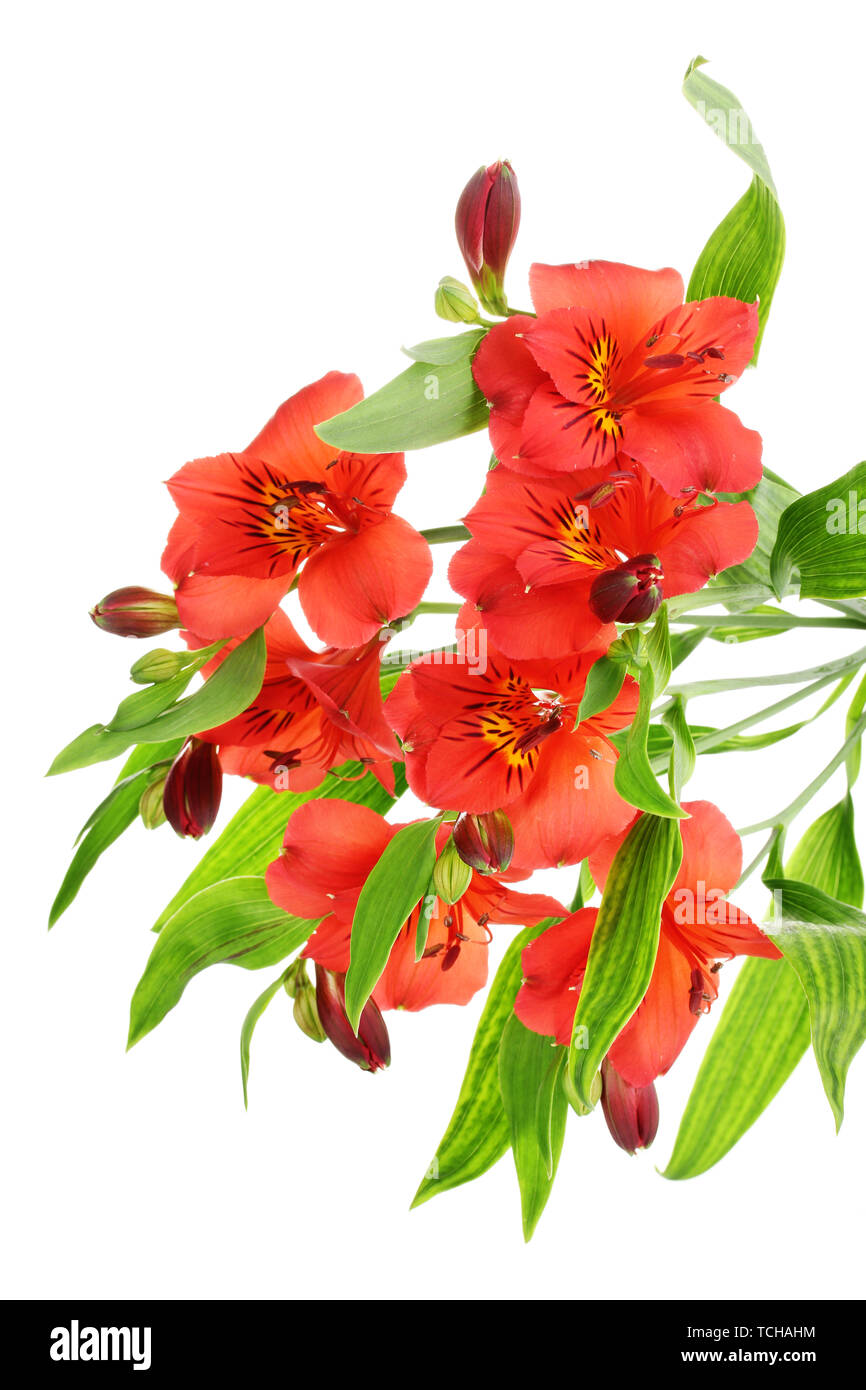 Alstroemeria red flowers isolated on white Stock Photo - Alamy