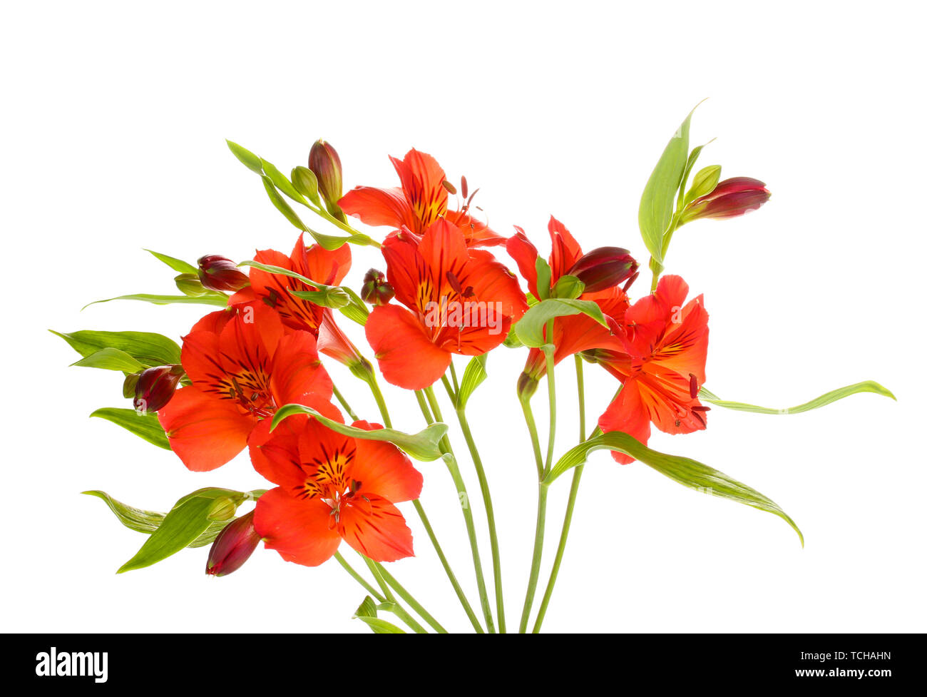 Alstroemeria red flowers isolated on white Stock Photo - Alamy