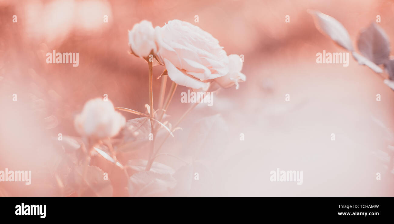 Pastel background of pale roses flowers in the garden Stock Photo - Alamy