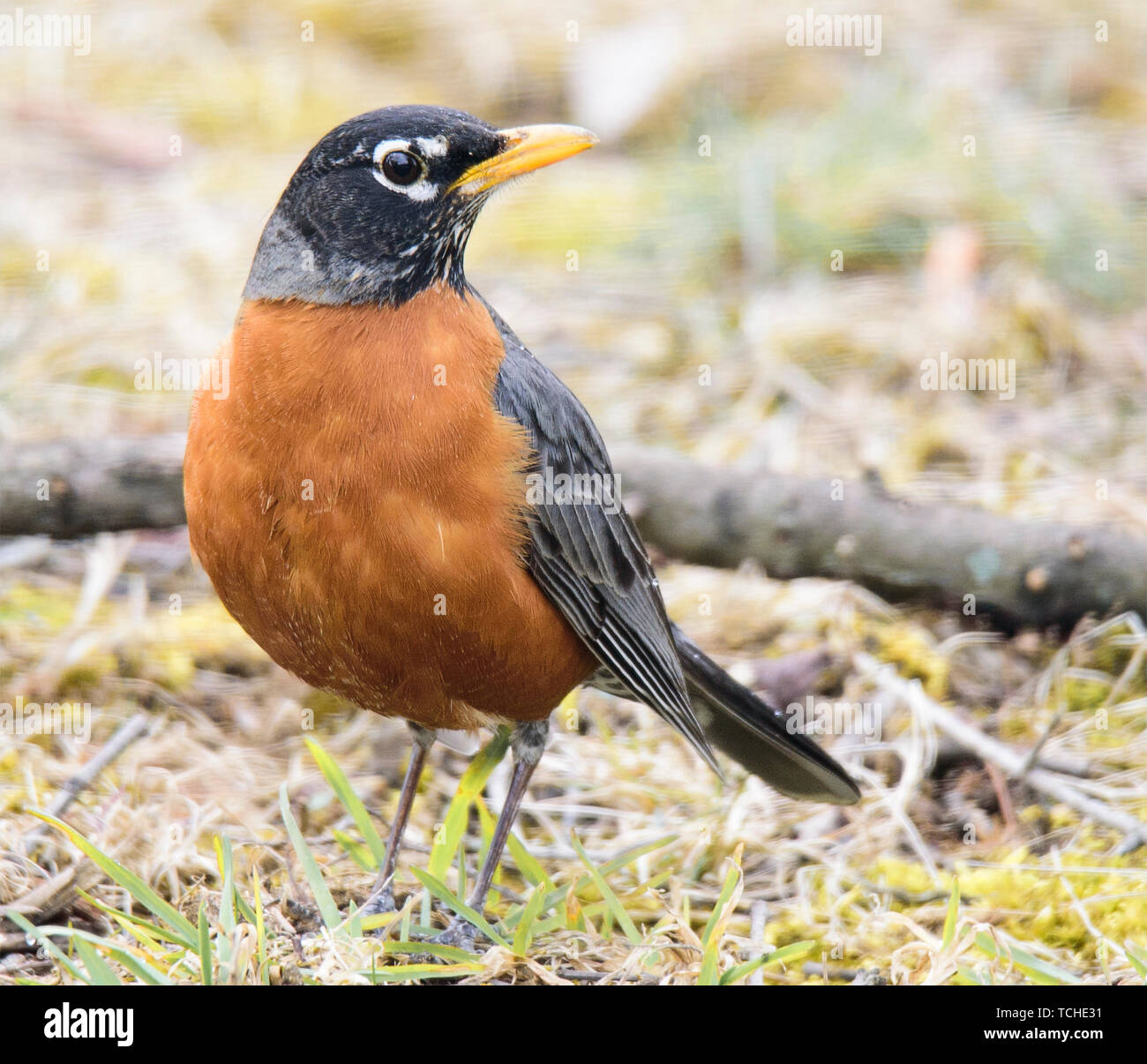Profile shot of robin hi-res stock photography and images - Alamy