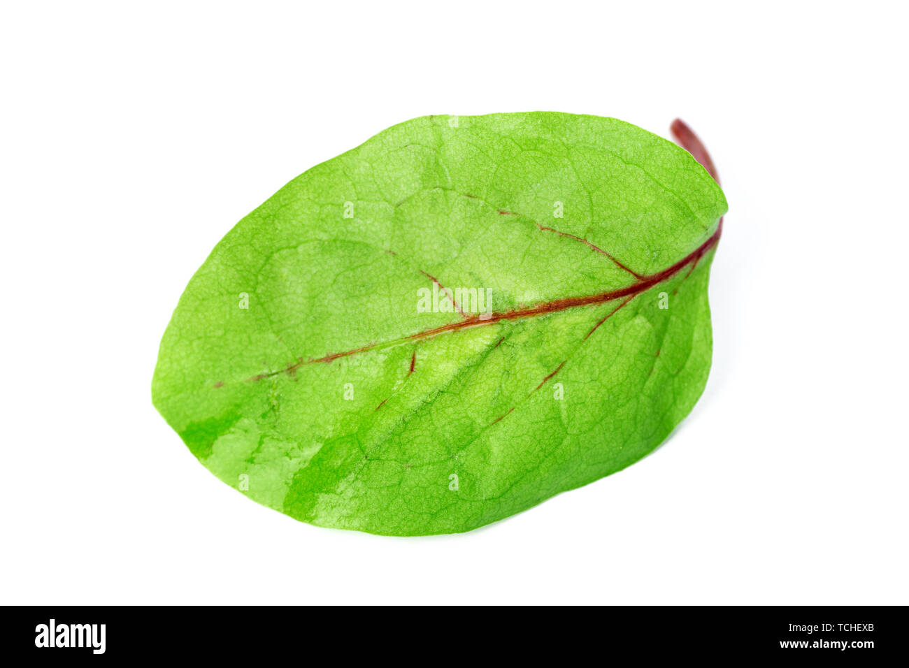 Greenery close up isolated on white background Stock Photo - Alamy