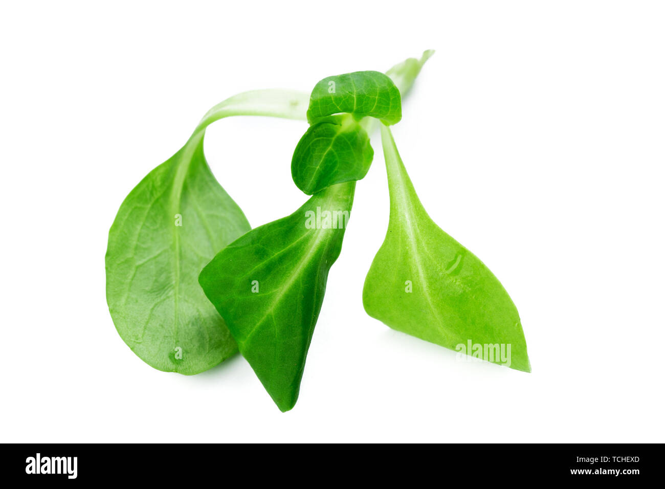 Spinach isolated on white background Stock Photo - Alamy