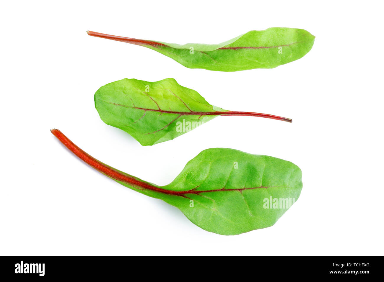 Greenery close up isolated on white background Stock Photo - Alamy